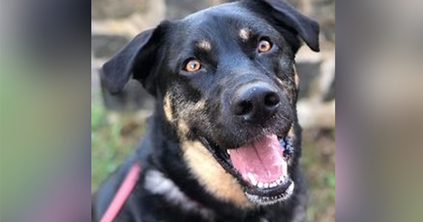 Order tickets for the Christmas with dogs | Raffle Nexus