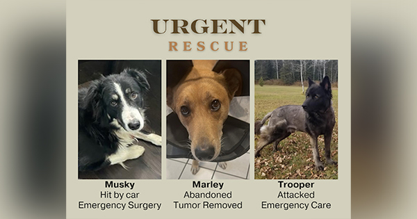 Order tickets for the Paws for Love Luck of the Irish | Raffle Nexus